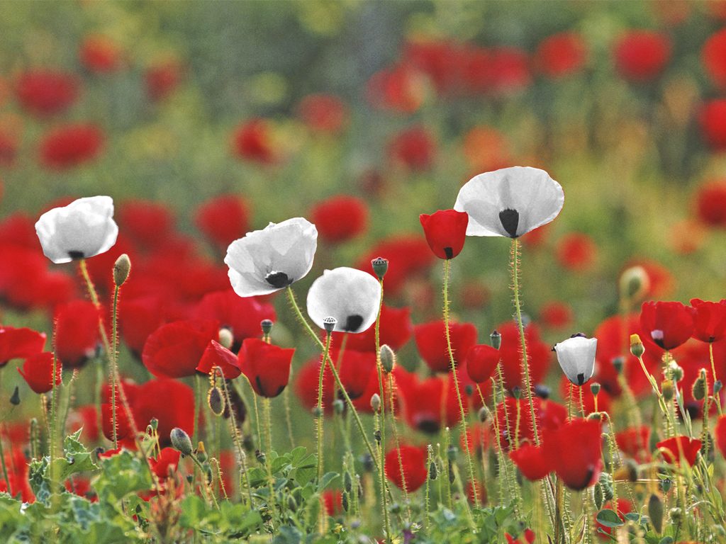 White Peace Poppies for Remembrance Day (Nov 11)